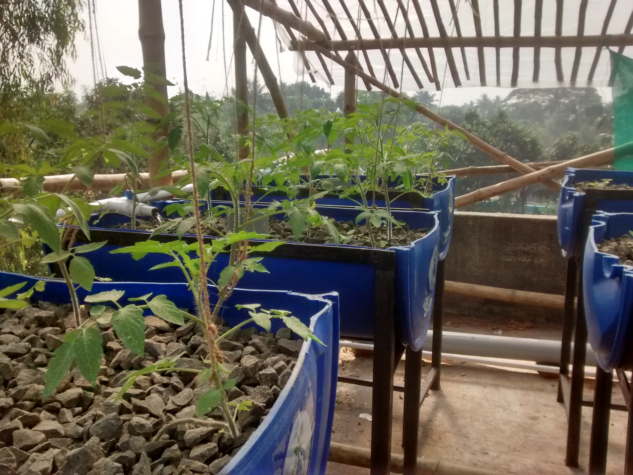 Consultant for Roof Top Aquaponics Setup in India